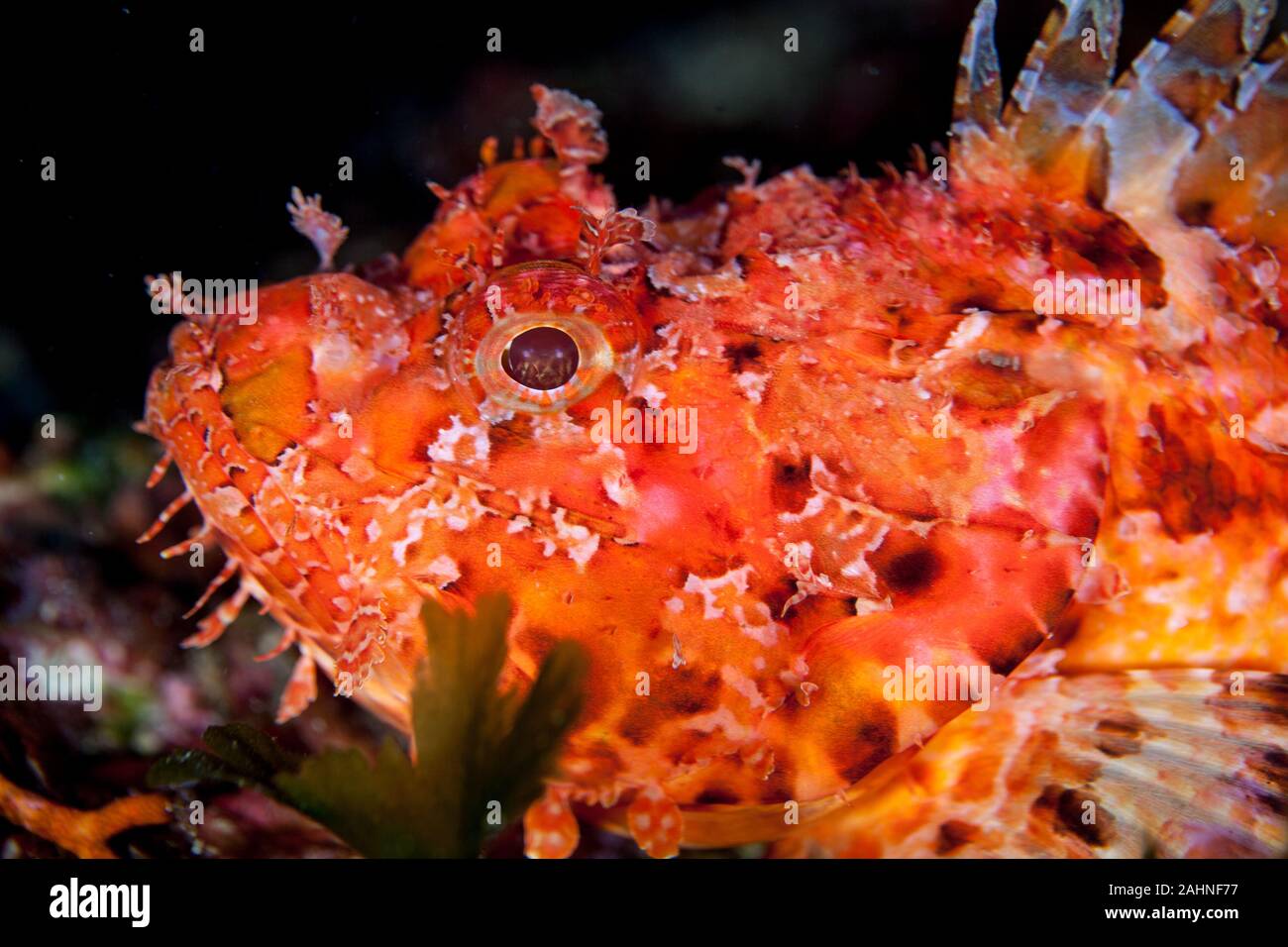 Scorpaenidae (also known as scorpionfish) are a family of mostly marine ...