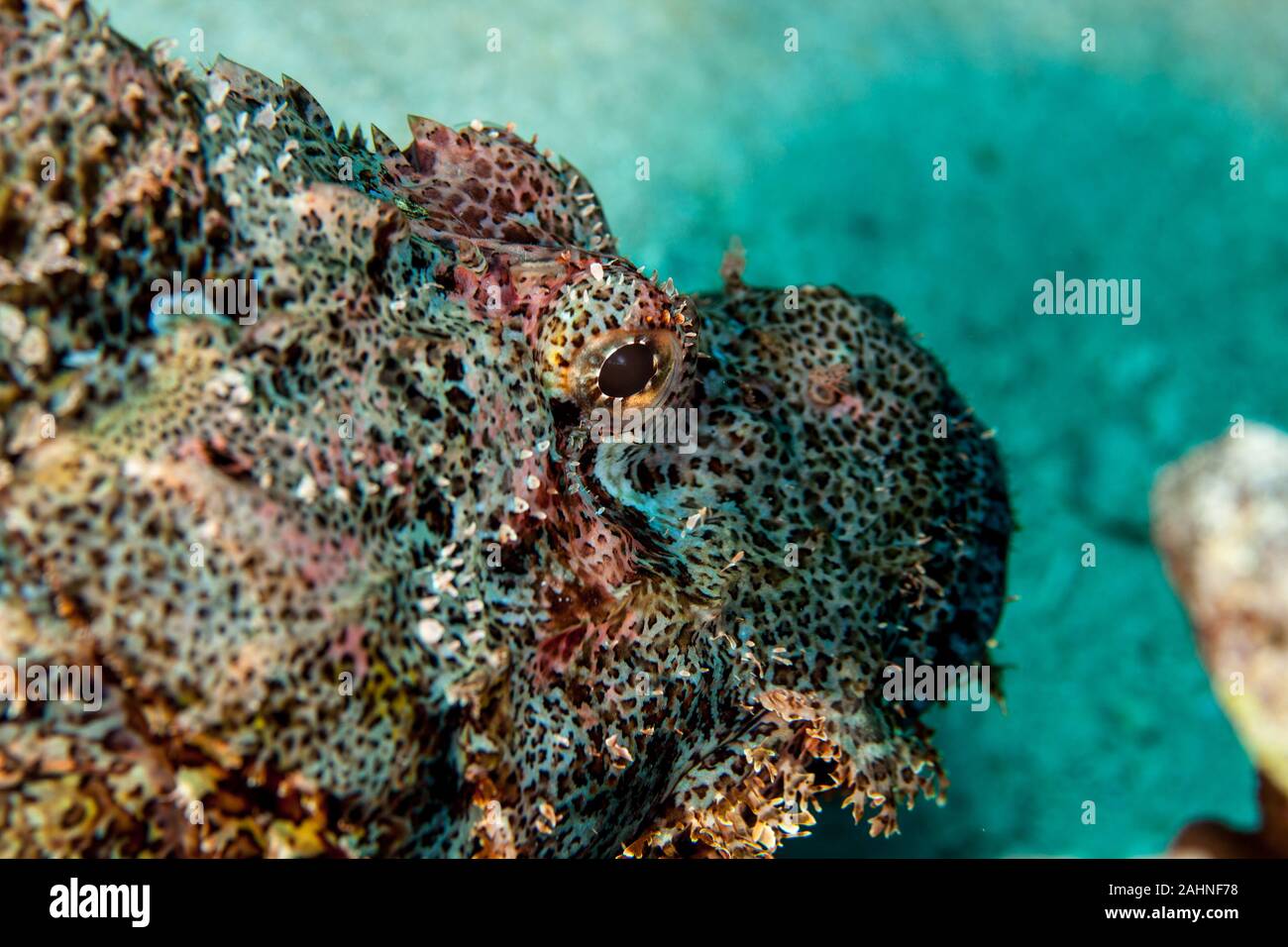 Scorpaenidae (also known as scorpionfish) are a family of mostly marine ...
