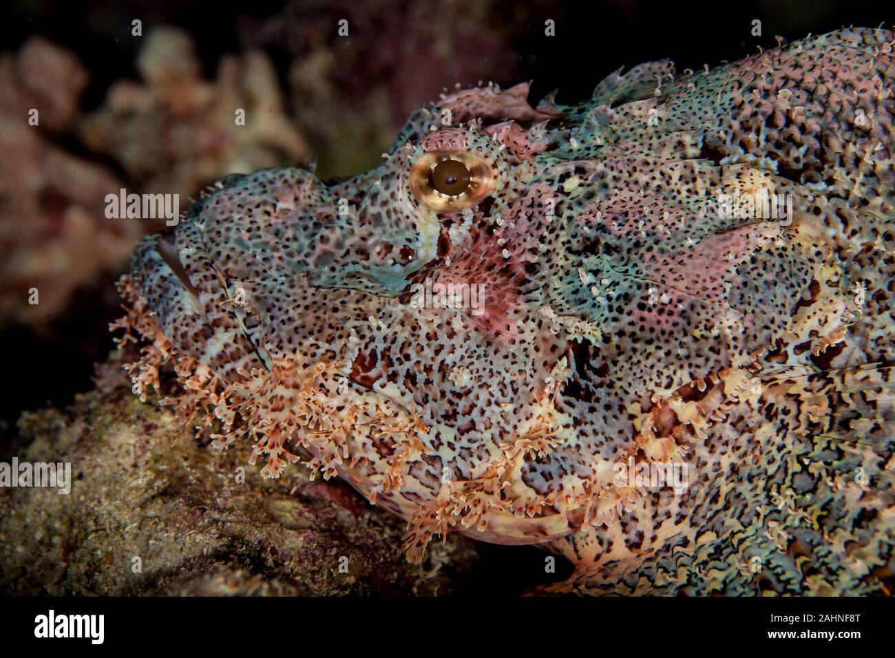Scorpaenidae (also known as scorpionfish) are a family of mostly marine ...