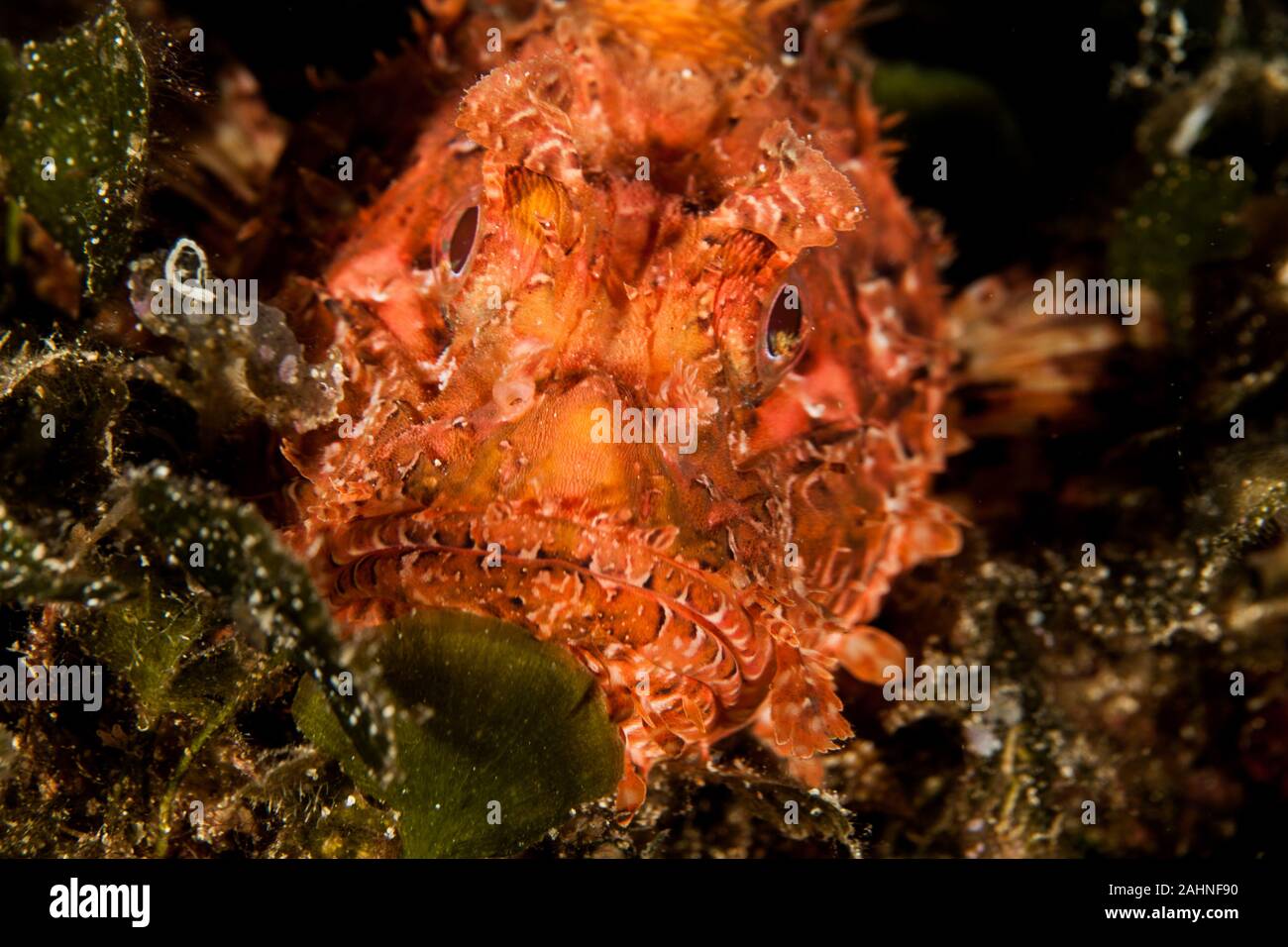 Scorpaenidae (also known as scorpionfish) are a family of mostly marine ...