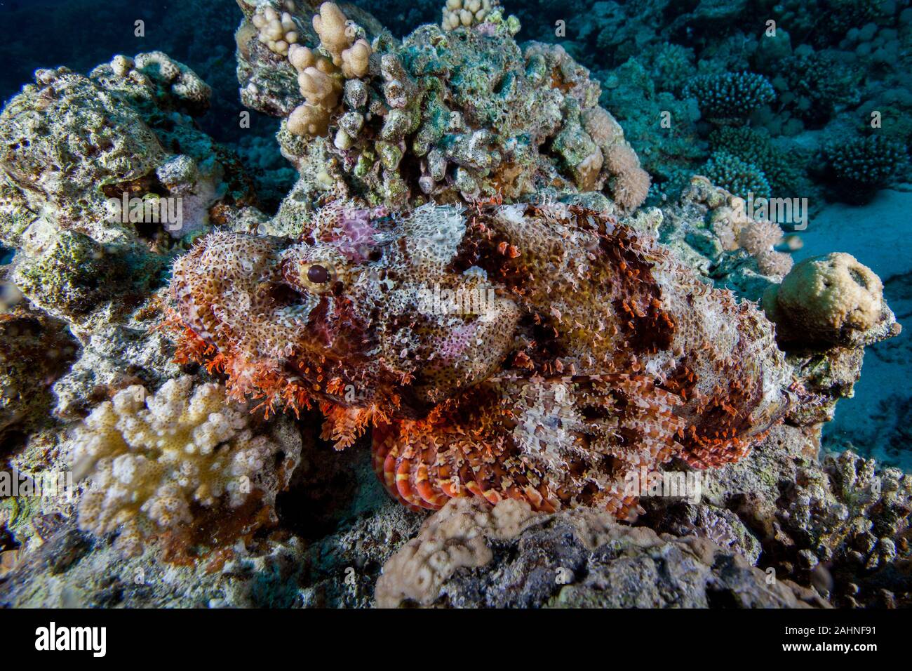 Scorpaenidae (also known as scorpionfish) are a family of mostly marine ...