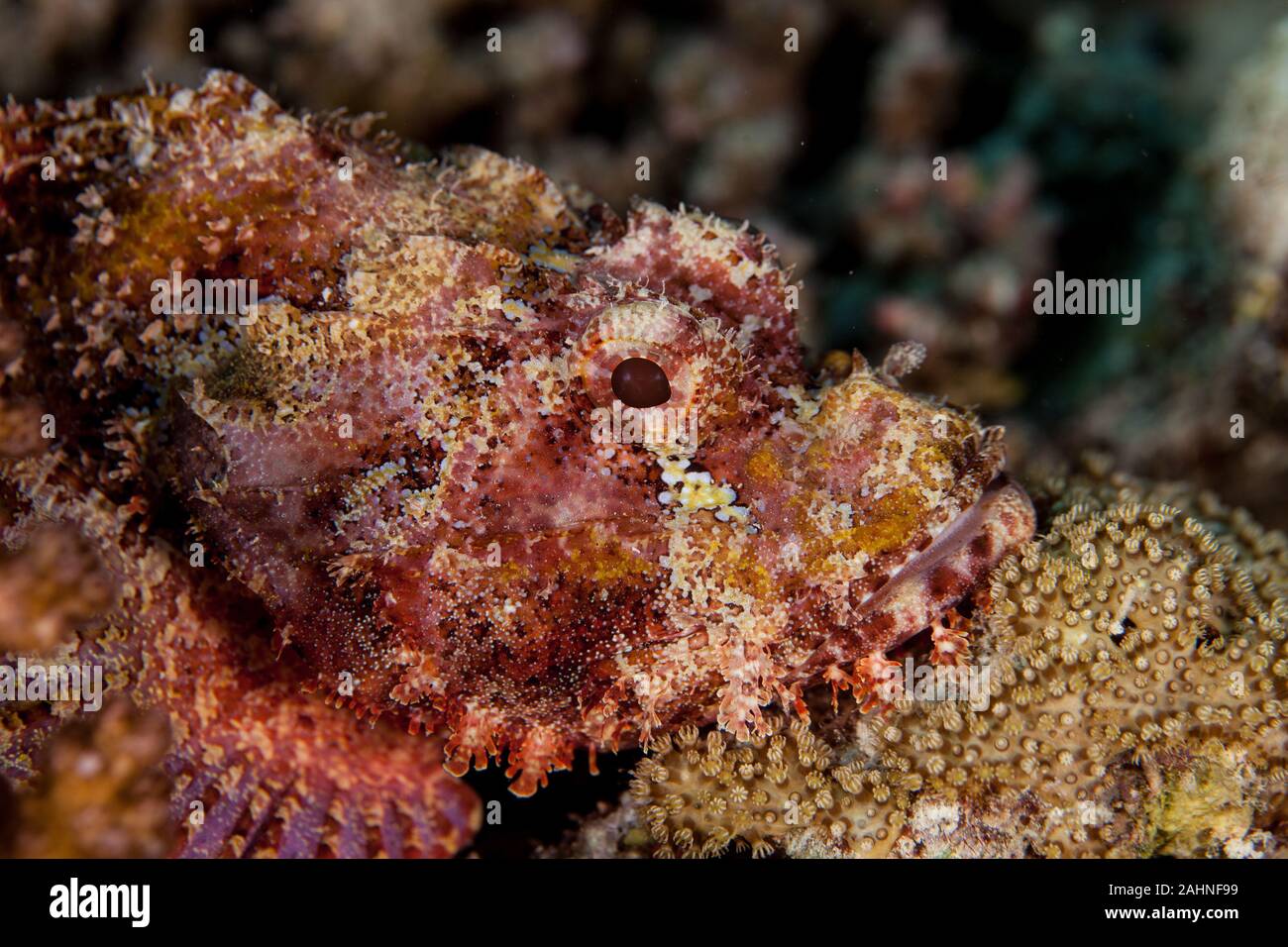 Scorpaenidae (also known as scorpionfish) are a family of mostly marine ...