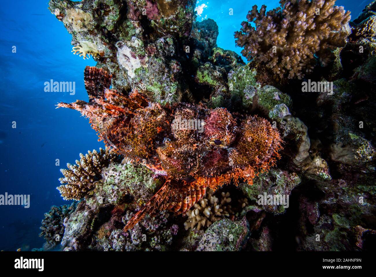 Scorpaenidae (also known as scorpionfish) are a family of mostly marine ...