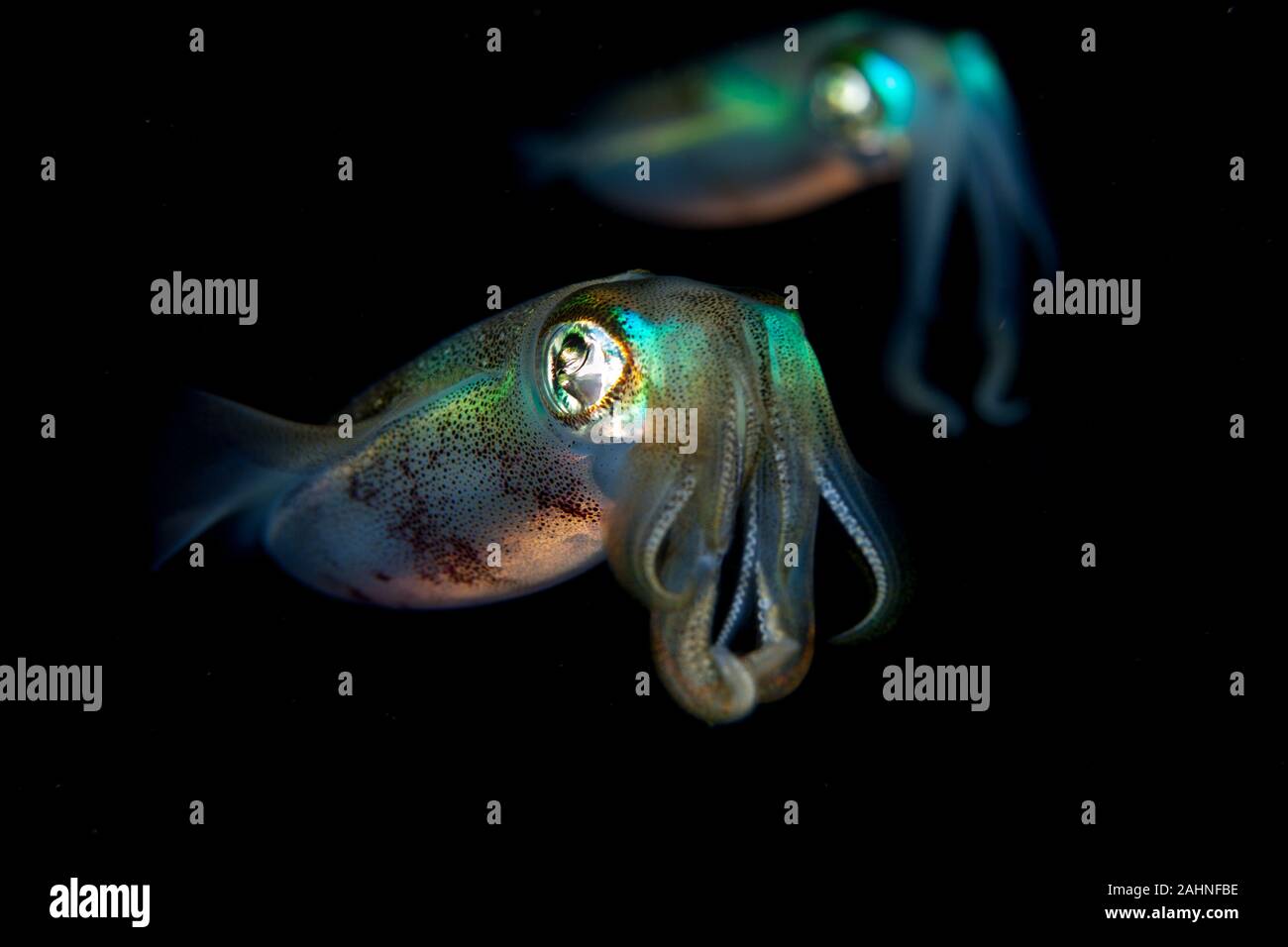 Squid are cephalopods in the superorder Decapodiformes with elongated ...