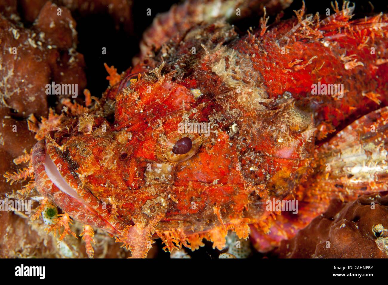 Scorpionfish, Scorpaenidae are a family of mostly marine fish that ...