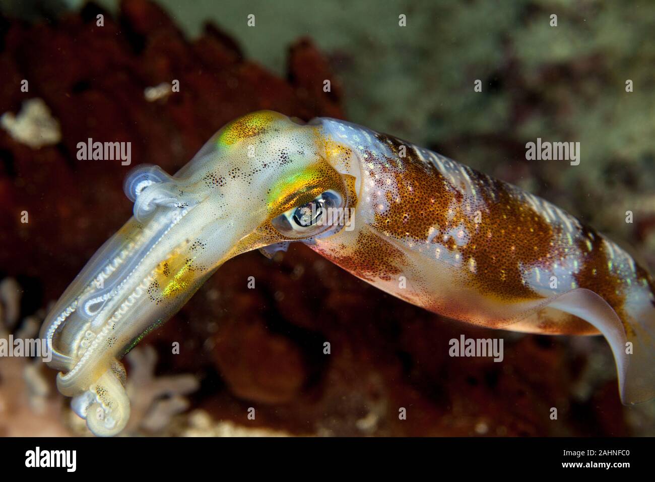 Squid are cephalopods in the superorder Decapodiformes with elongated ...