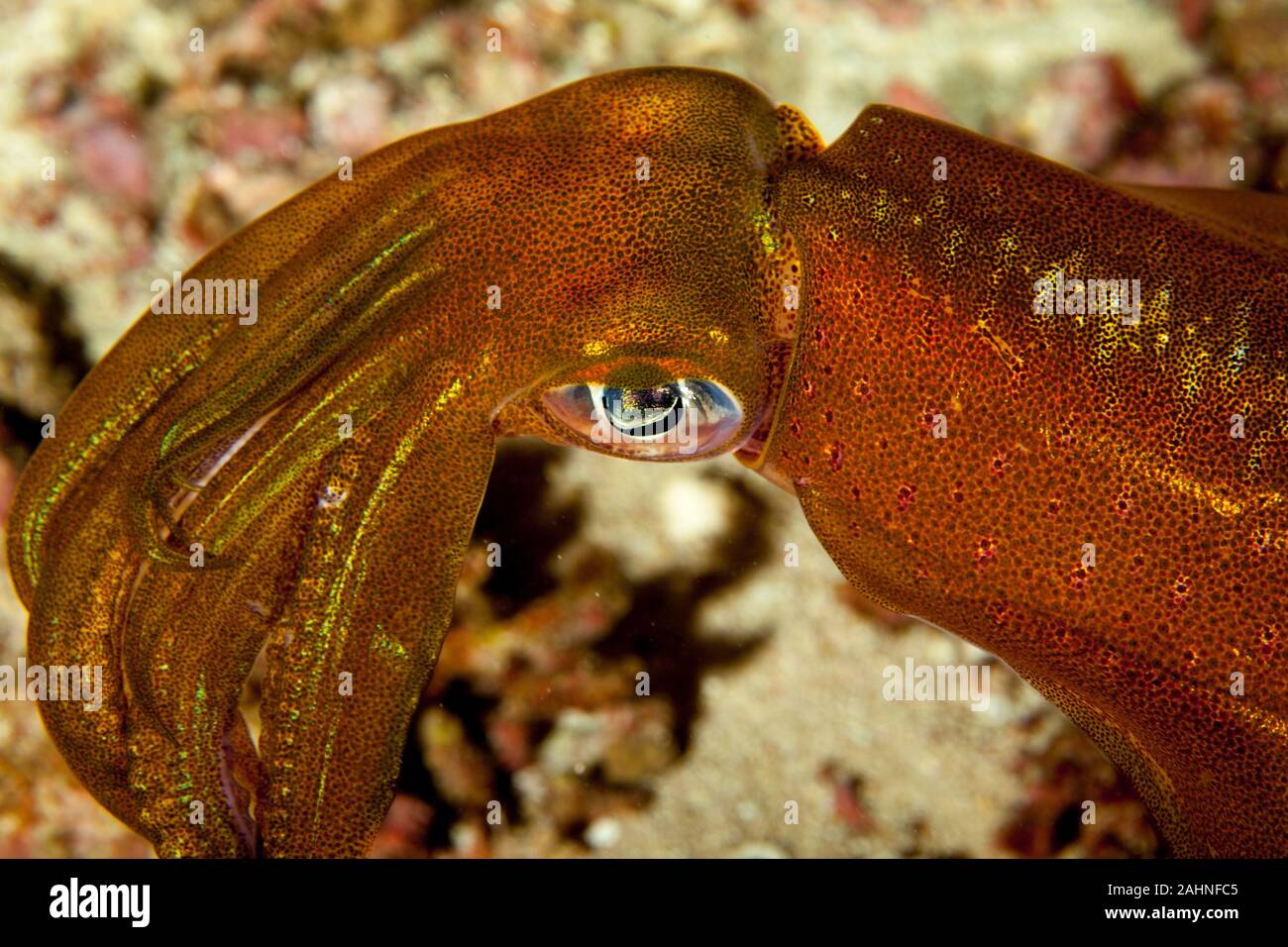 Squid are cephalopods in the superorder Decapodiformes with elongated ...
