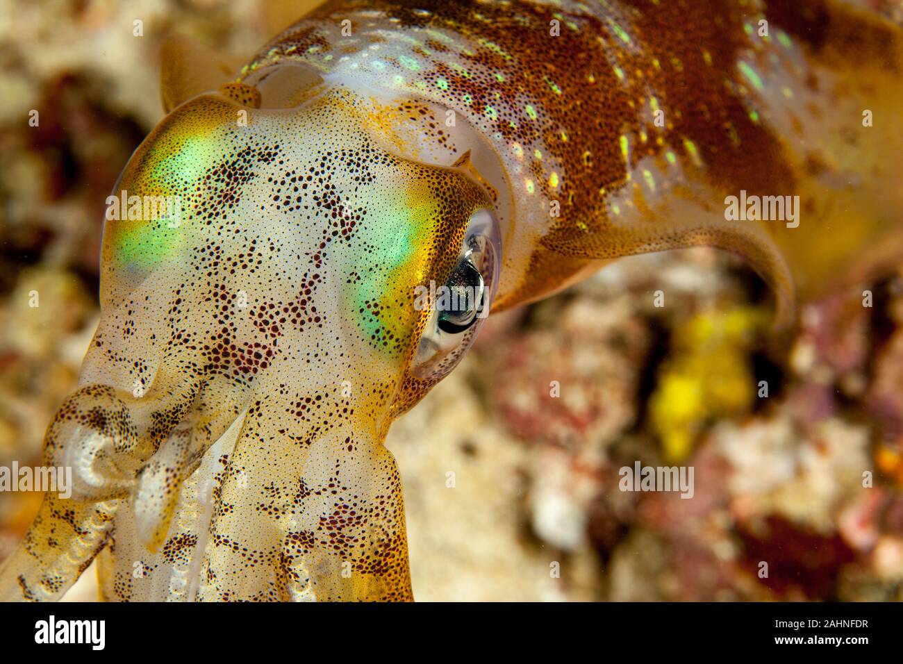 Squid are cephalopods in the superorder Decapodiformes with elongated ...