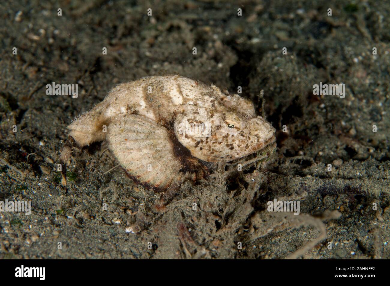 Scorpaenopsis diabolus, the false stonefish or the devil scorpionfish ...