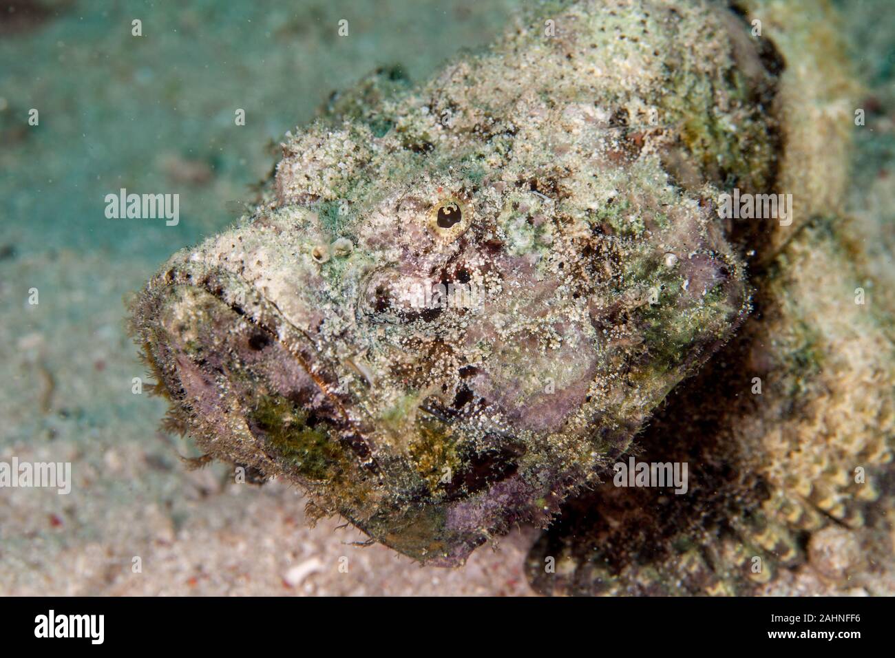 Scorpaenopsis diabolus, the false stonefish or the devil scorpionfish ...