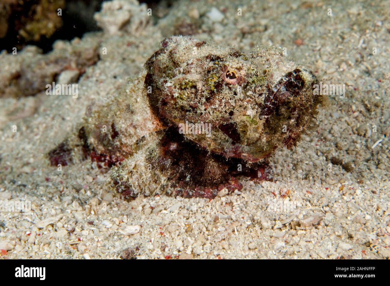 Scorpaenopsis diabolus, the false stonefish or the devil scorpionfish ...