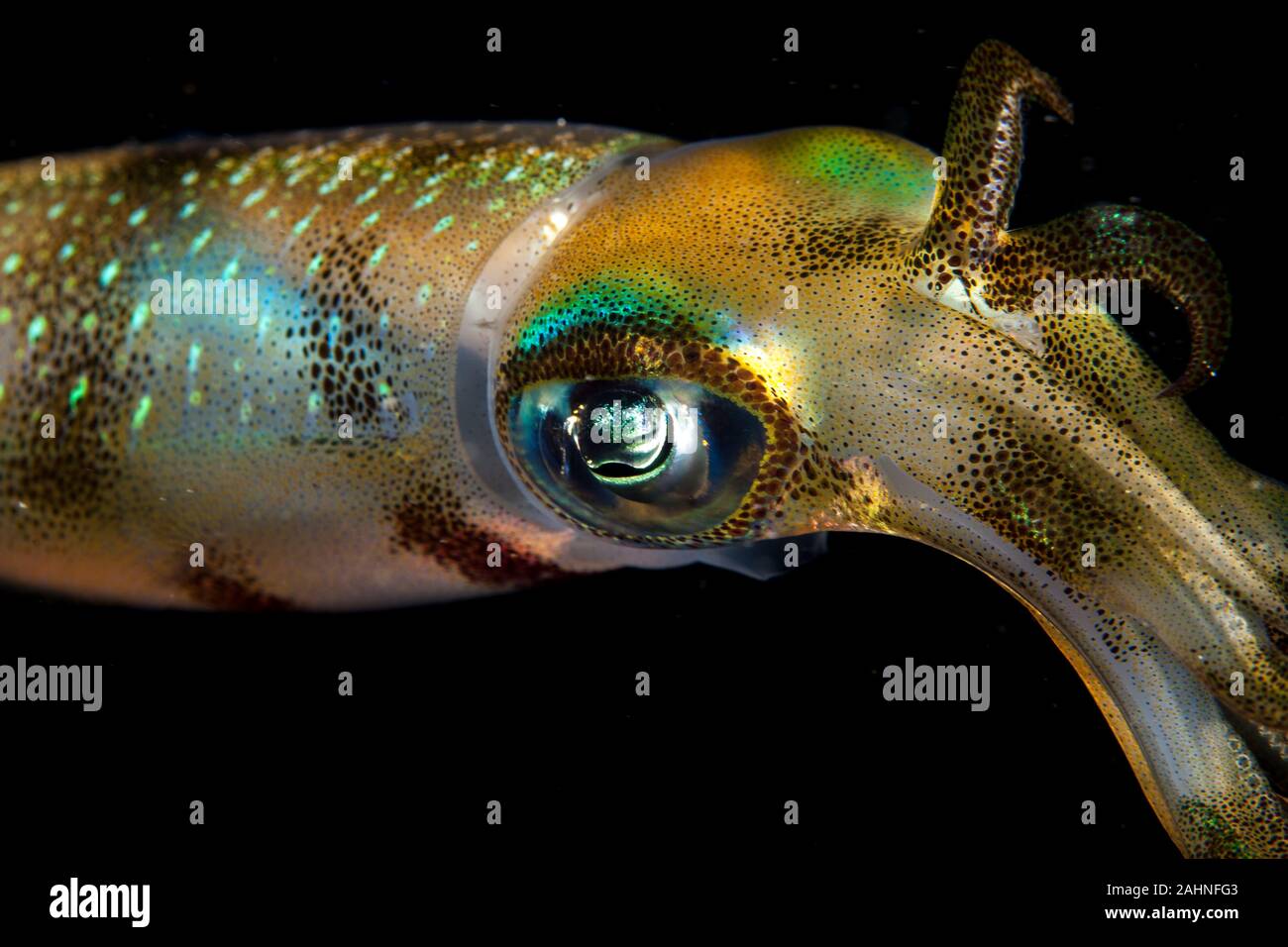 Squid are cephalopods in the superorder Decapodiformes with elongated ...