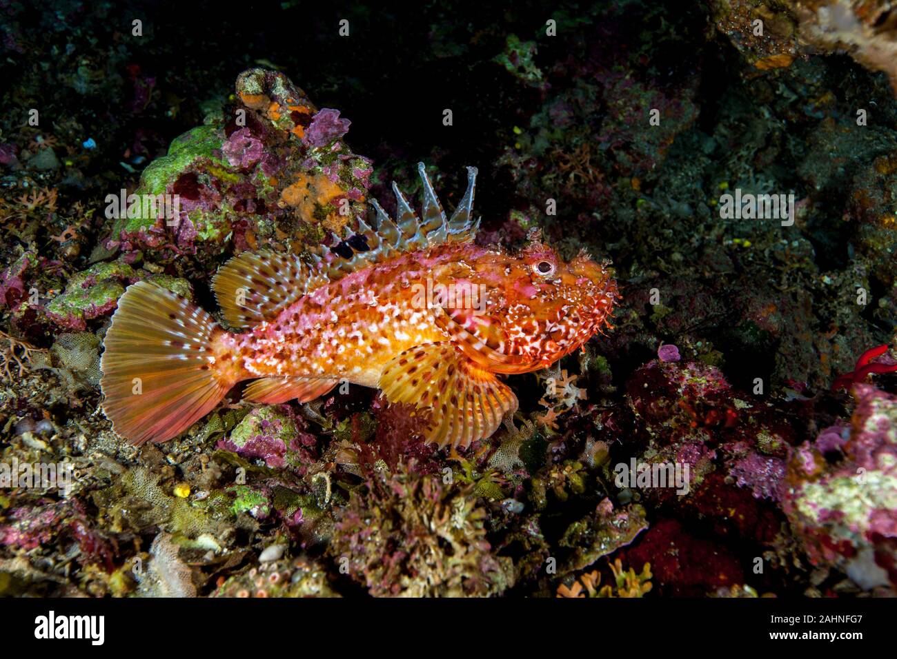 Scorpionfish, Scorpaenidae are a family of mostly marine fish that ...
