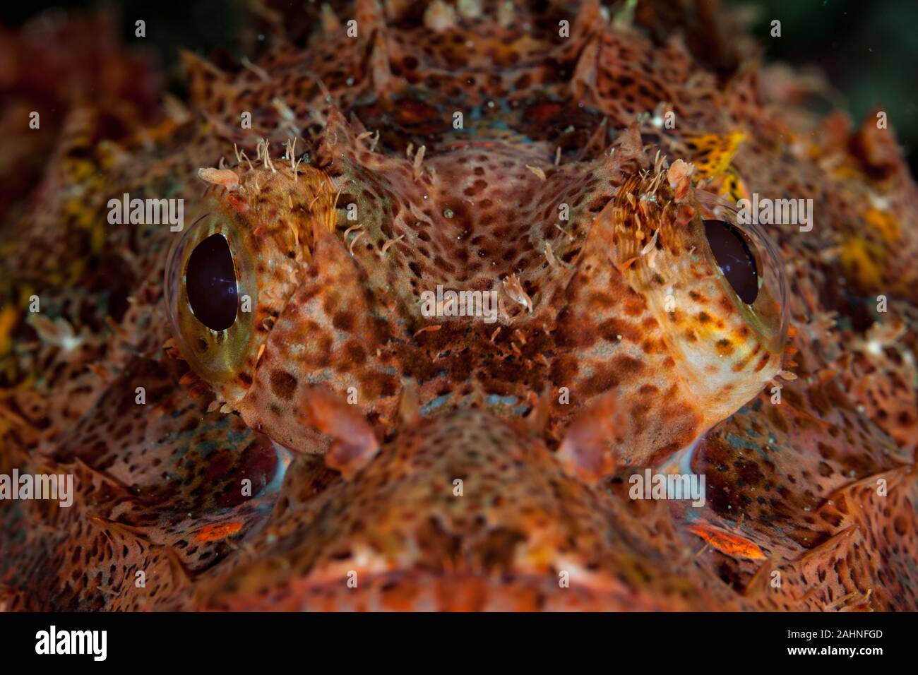 Scorpionfish, Scorpaenidae are a family of mostly marine fish that ...