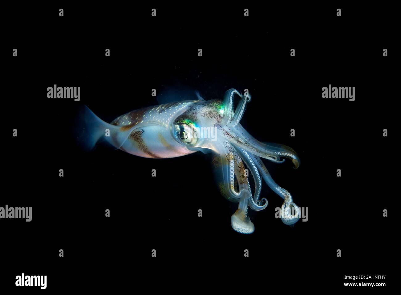 Decapodiformes superorder hi-res stock photography and images - Alamy