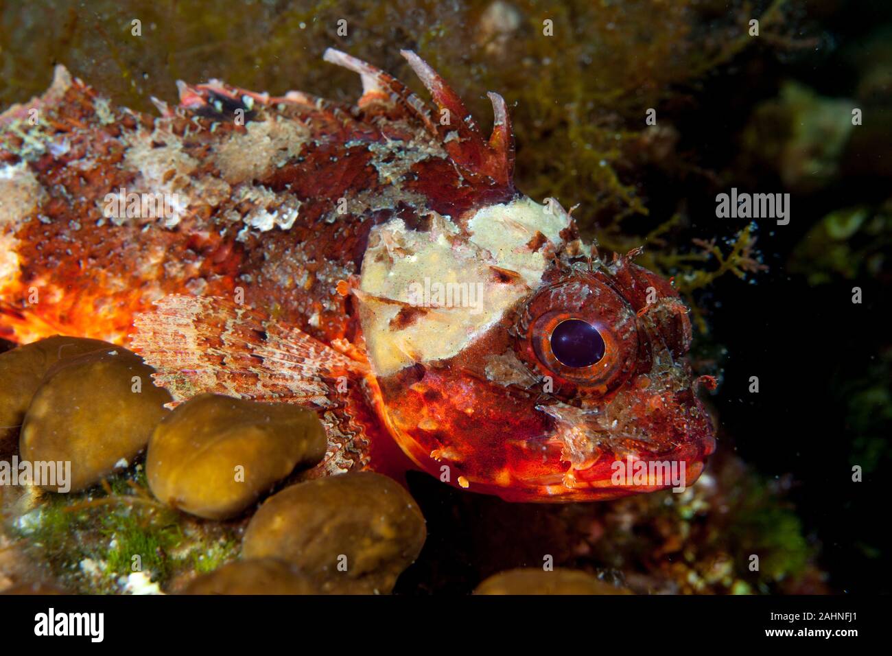 Scorpionfish, Scorpaenidae are a family of mostly marine fish that ...