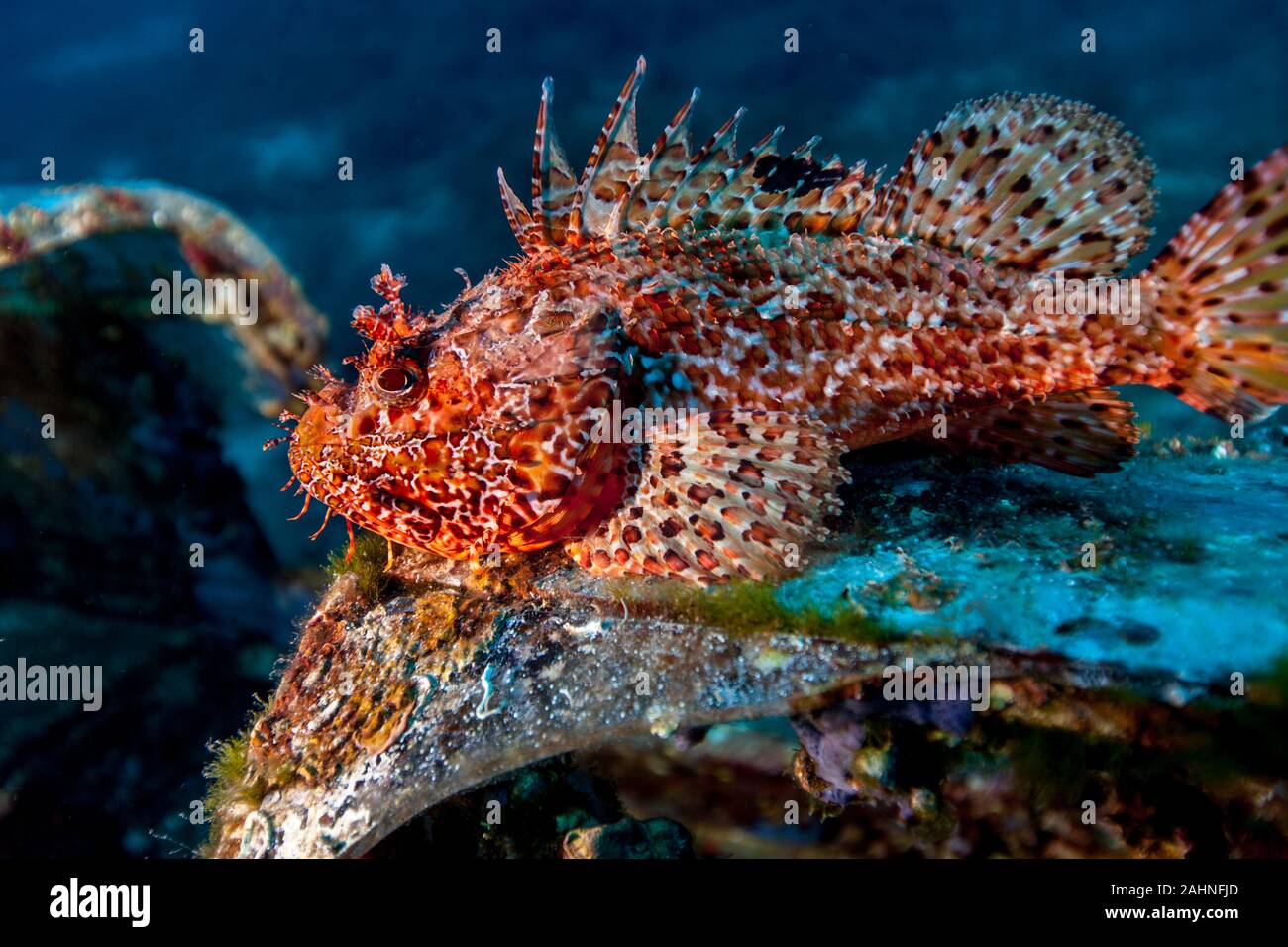 Scorpionfish, Scorpaenidae are a family of mostly marine fish that ...