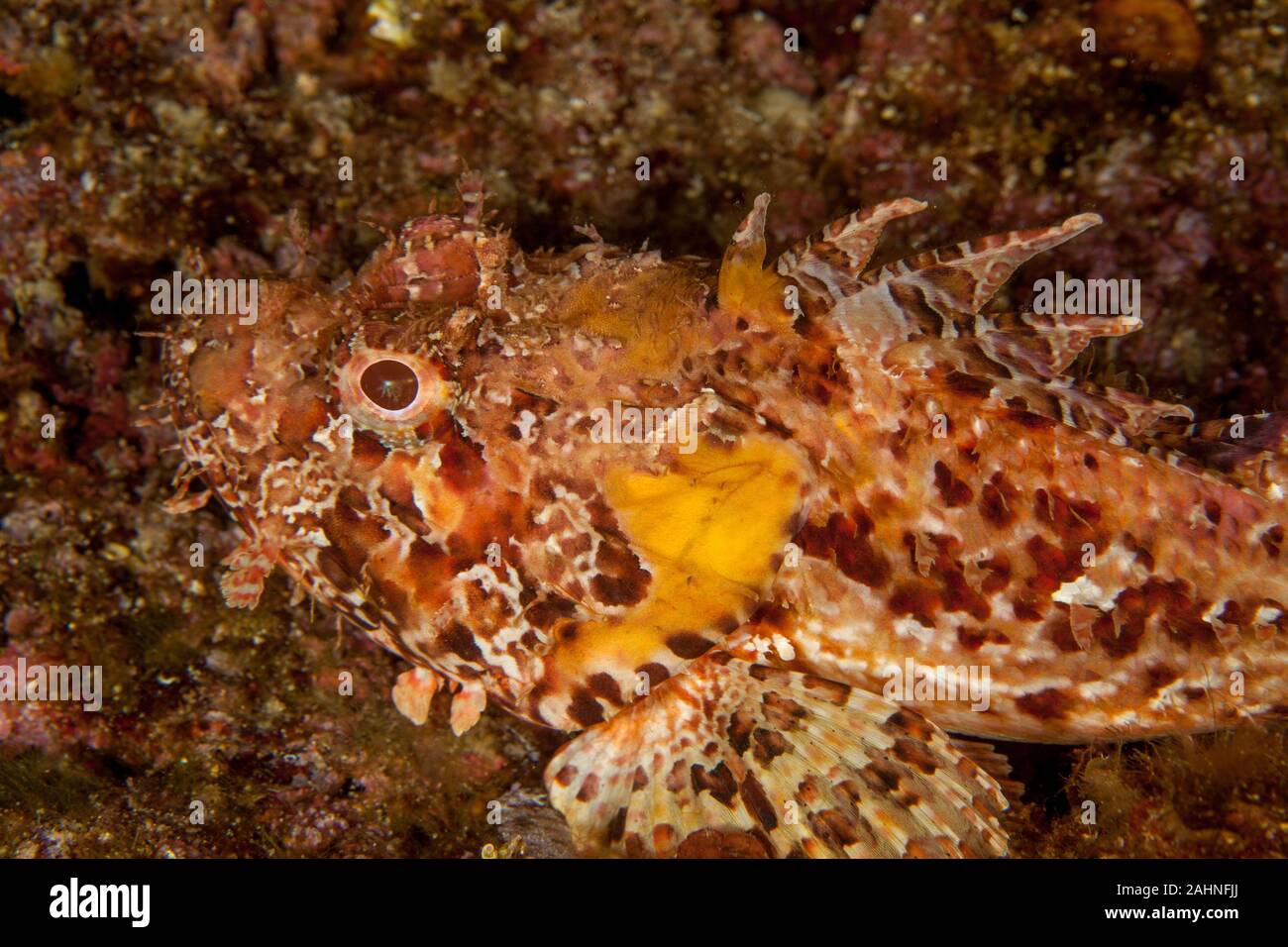 Scorpionfish, Scorpaenidae are a family of mostly marine fish that ...