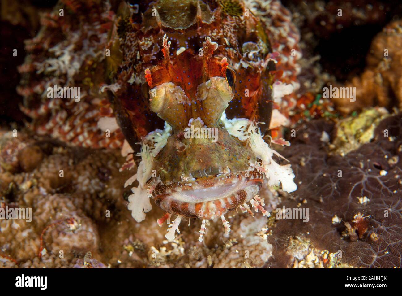 Scorpionfish, Scorpaenidae are a family of mostly marine fish that ...