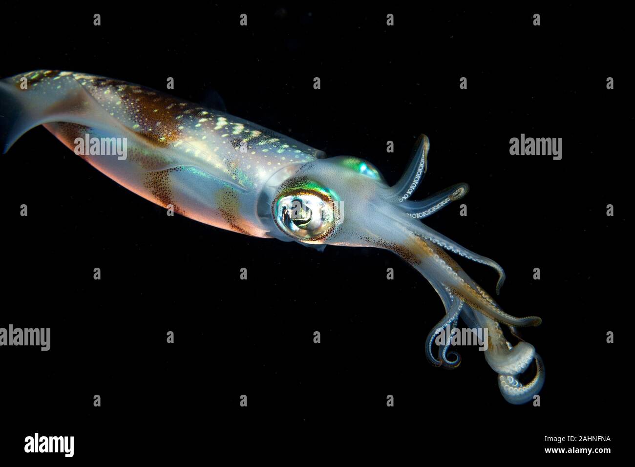 Squid are cephalopods in the superorder Decapodiformes with elongated ...