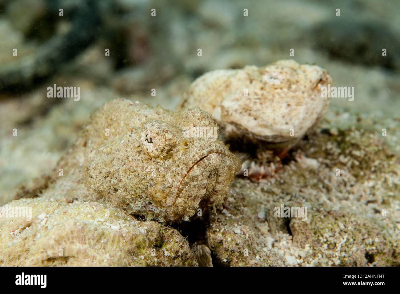 Scorpaenopsis diabolus, the false stonefish or the devil scorpionfish ...