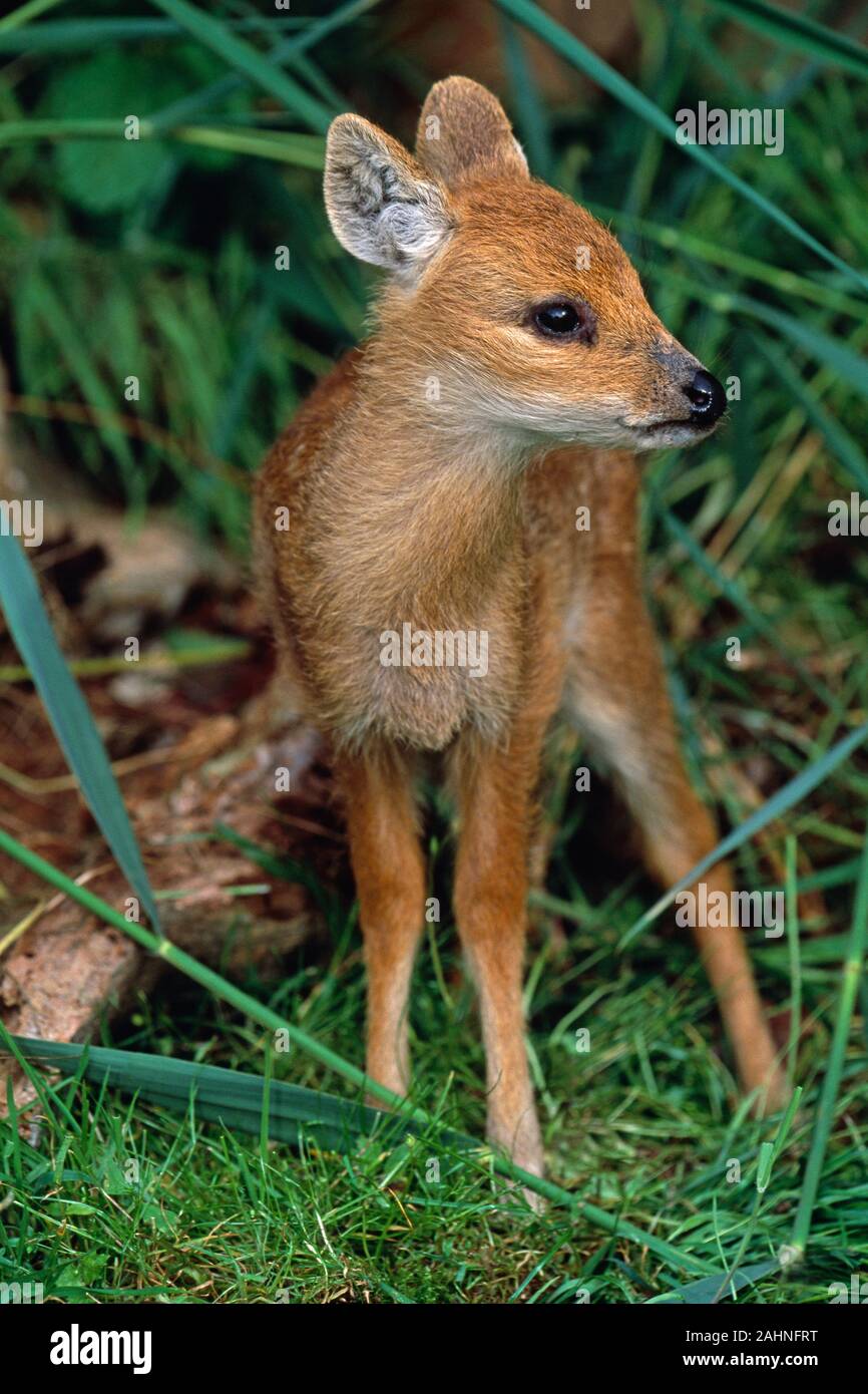 CHINESE WATER DEER fawn, (Hydropotes inermis). Week week old Stock ...