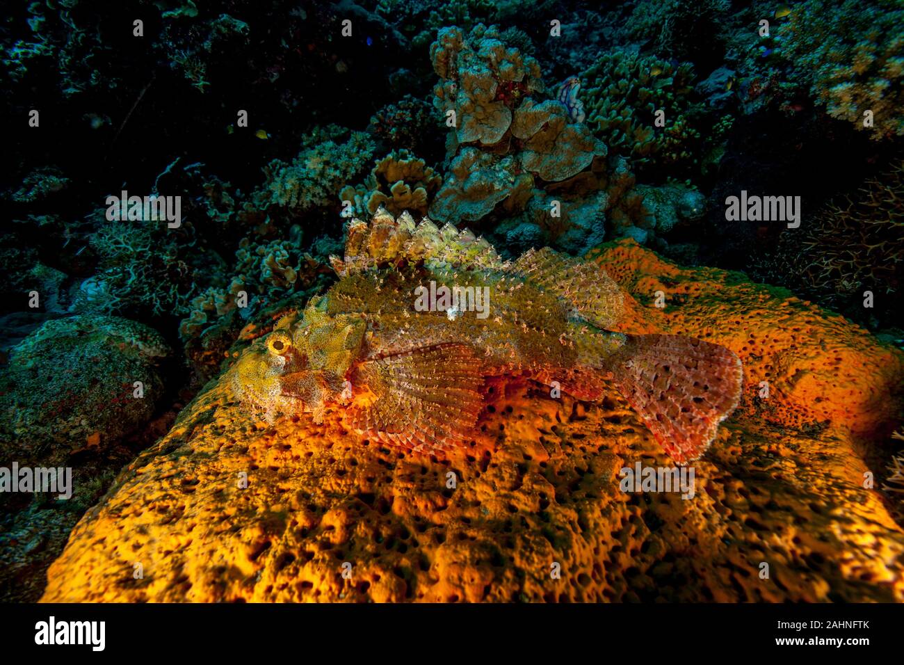 Scorpionfish, Scorpaenidae are a family of mostly marine fish that ...