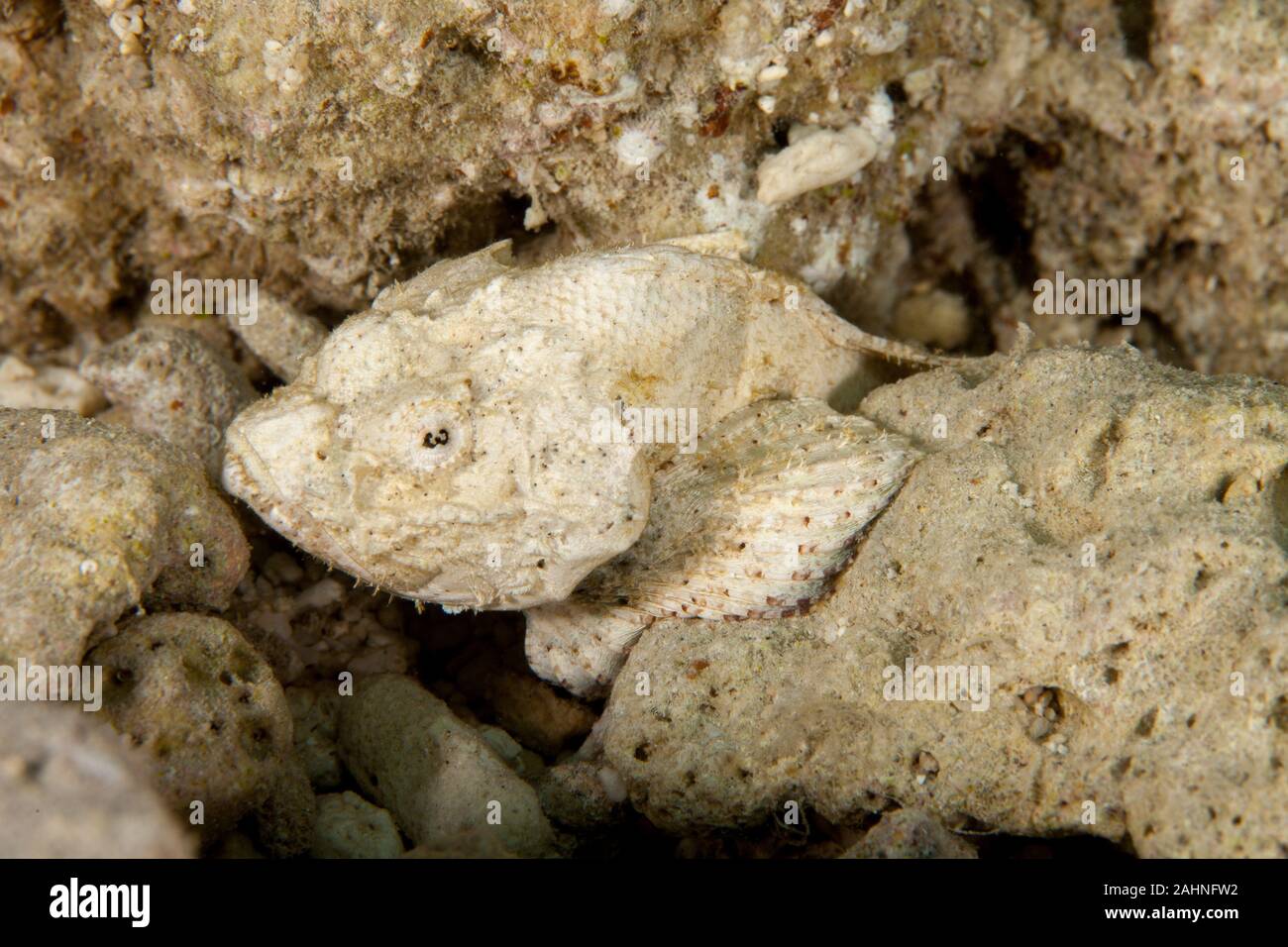 Scorpaenopsis diabolus, the false stonefish or the devil scorpionfish ...
