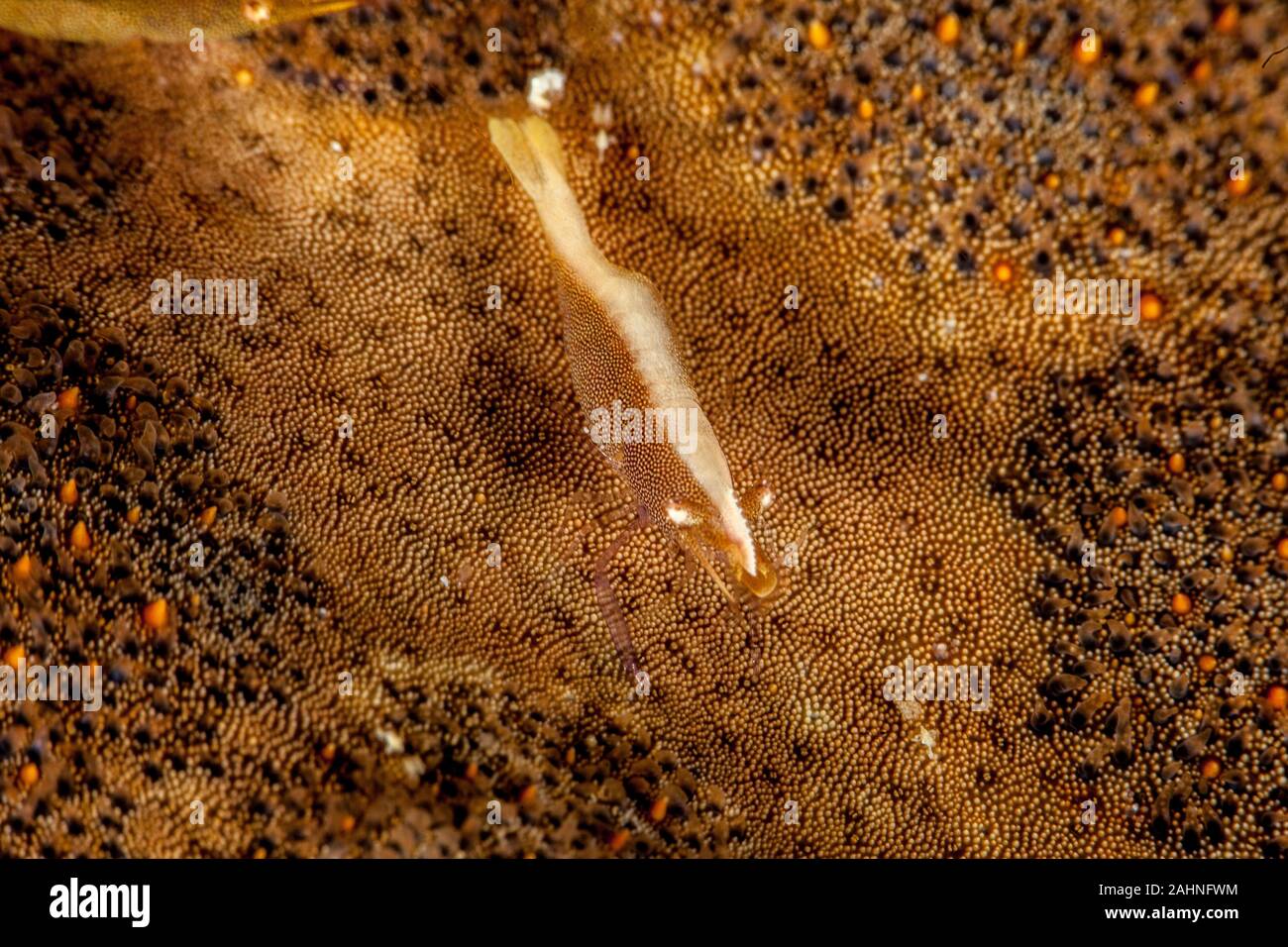 Sea Star Shrimp, Periclimens soror, Palaemonidae, Philippines ...