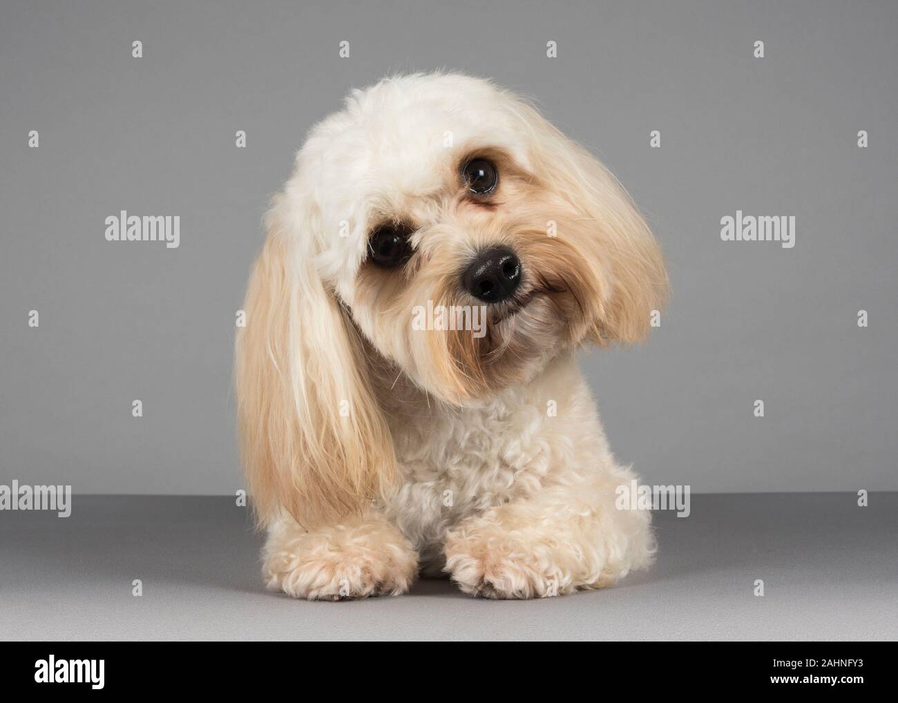 Male Cavapoo dog photographed in the UK Stock Photo - Alamy