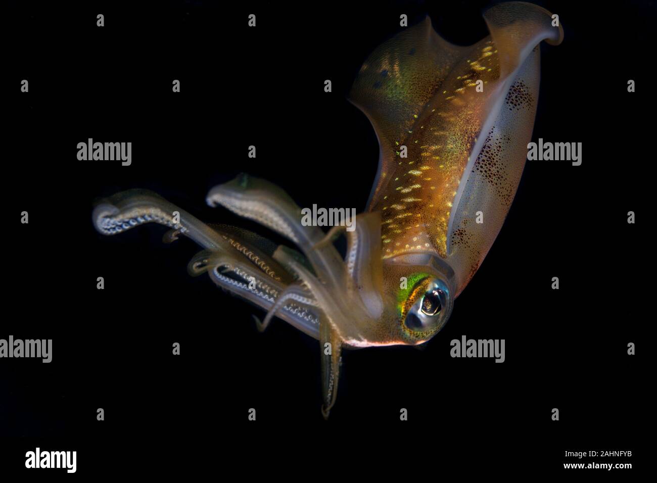 Squid are cephalopods in the superorder Decapodiformes with elongated ...