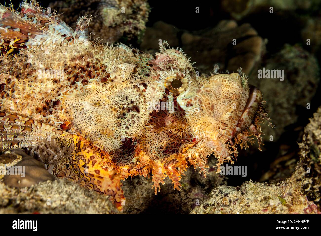 Scorpionfish, Scorpaenidae are a family of mostly marine fish that ...