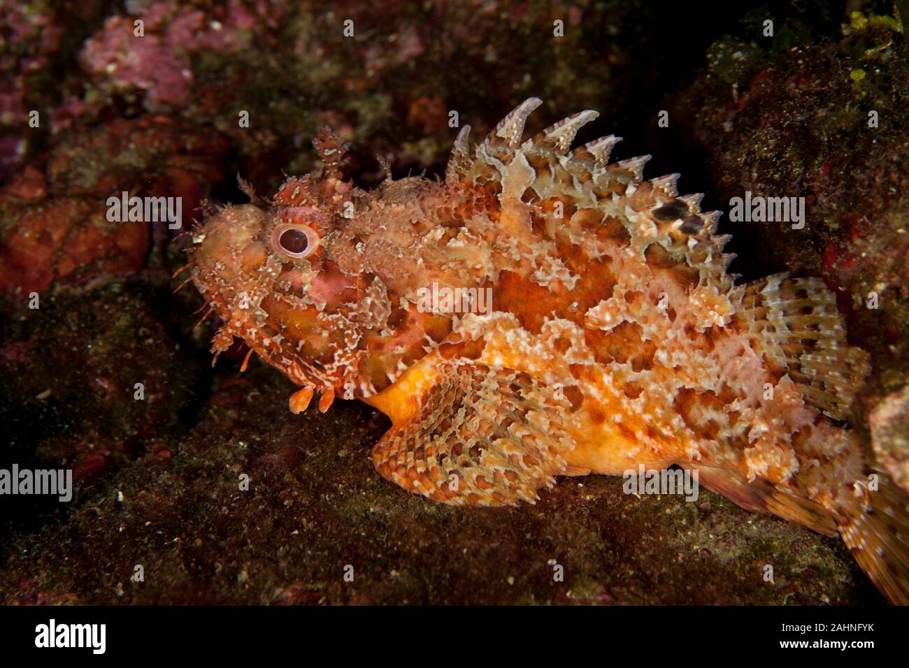 Scorpionfish, Scorpaenidae are a family of mostly marine fish that ...