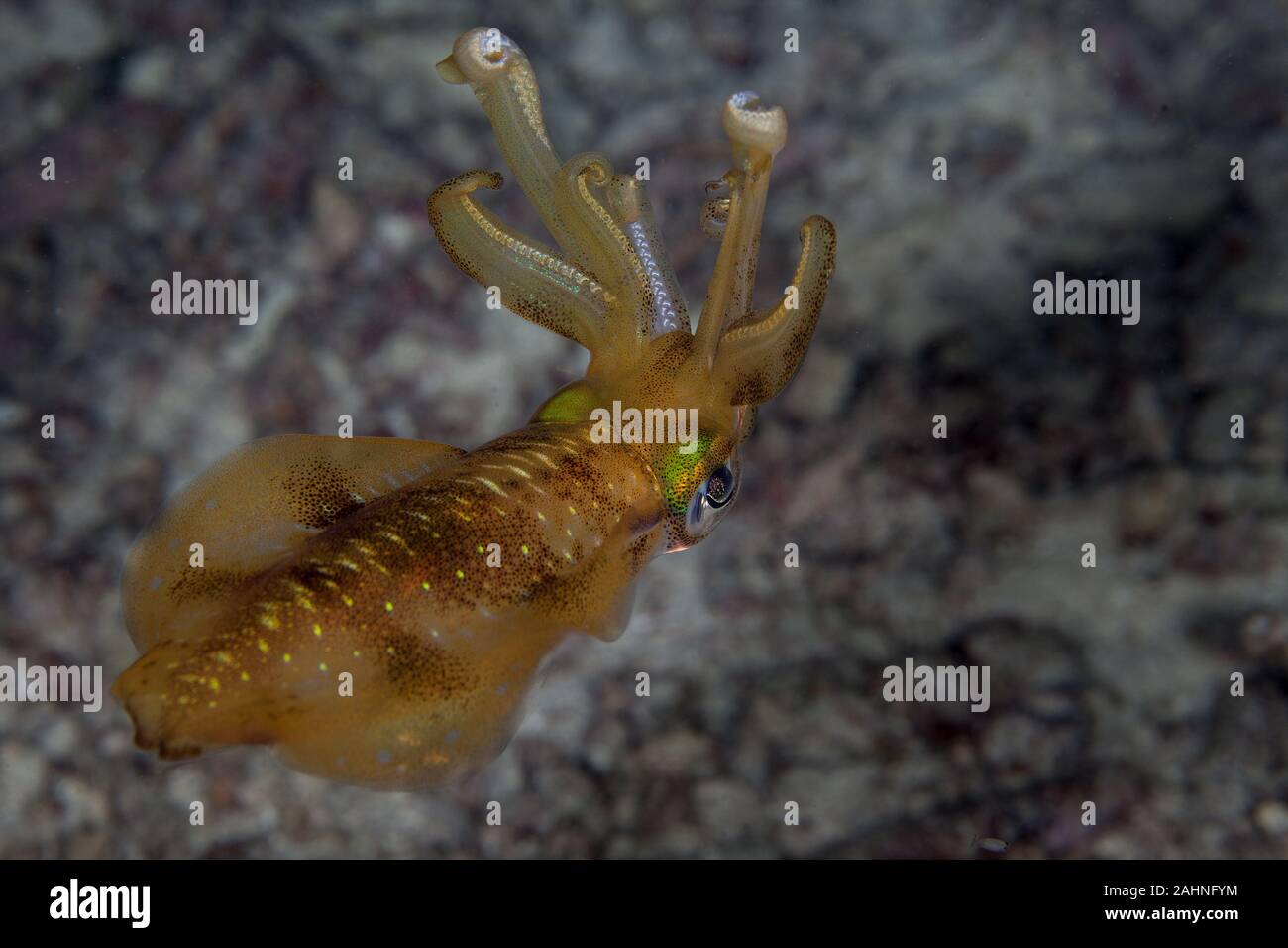 Octopus bodies hi-res stock photography and images - Alamy