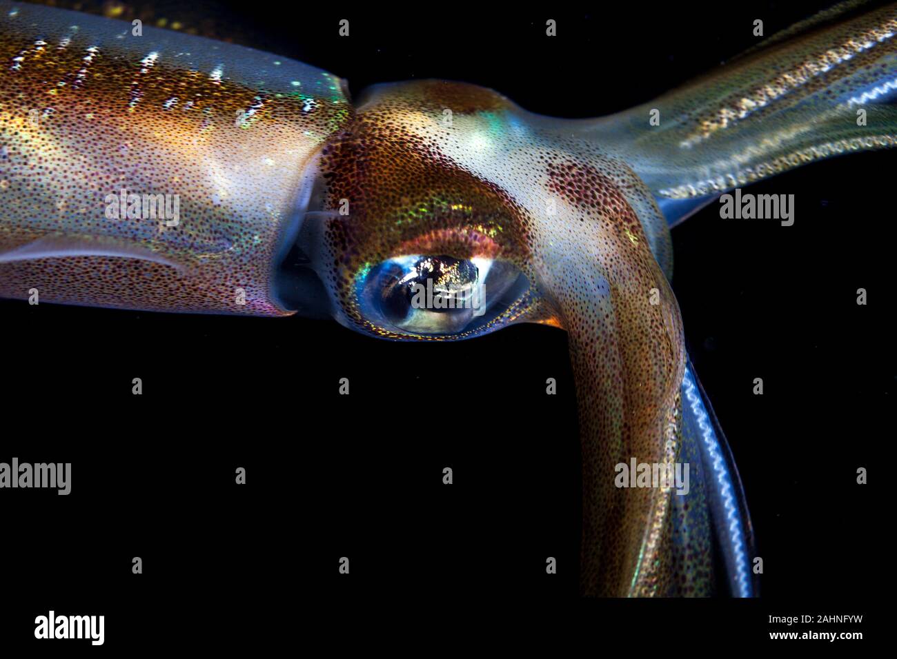 Octopus bodies hi-res stock photography and images - Alamy