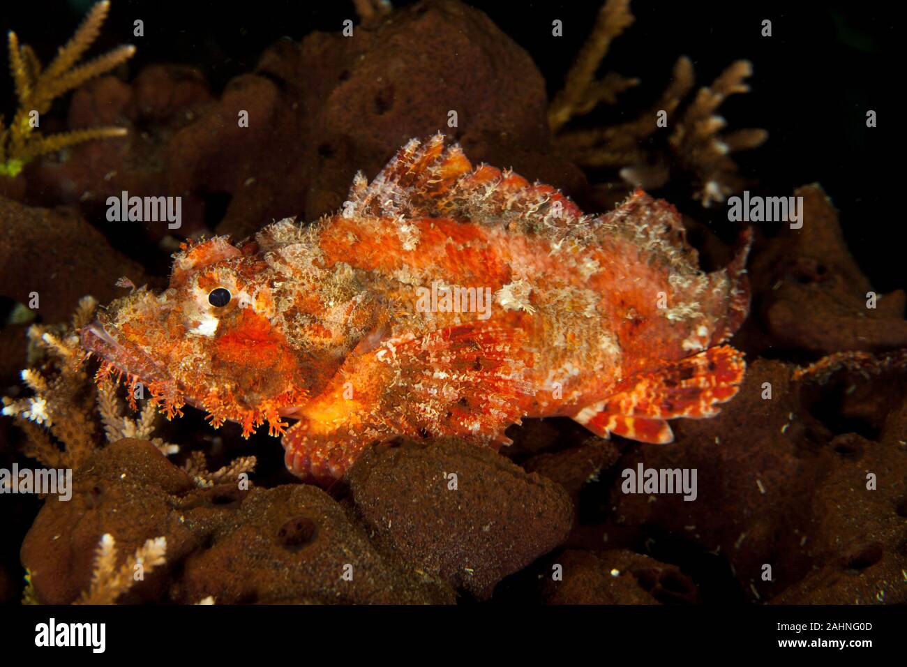 Scorpionfish, Scorpaenidae are a family of mostly marine fish that ...
