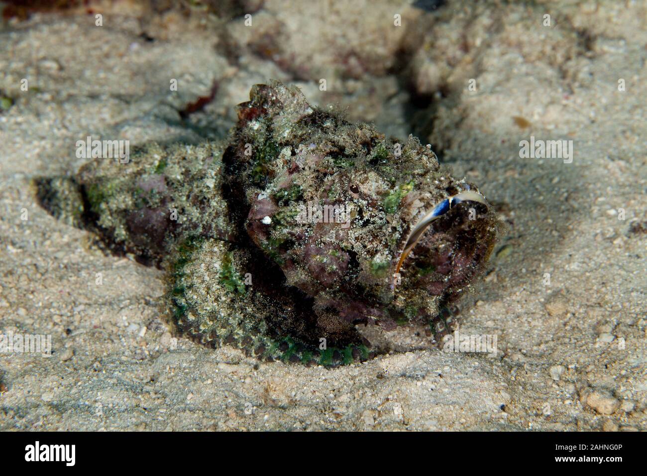 False stonefish hi-res stock photography and images - Alamy