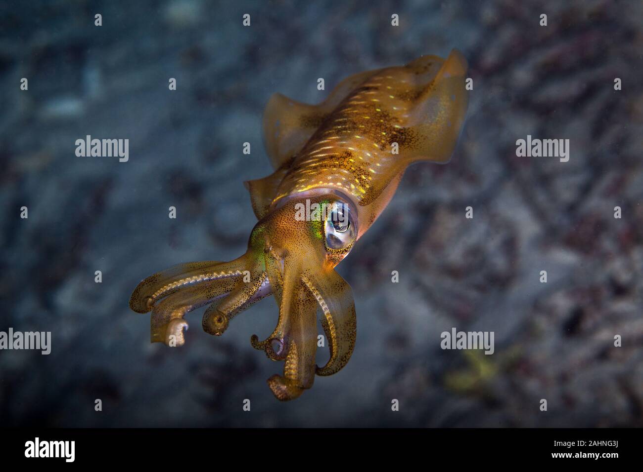 Squid are cephalopods in the superorder Decapodiformes with elongated ...