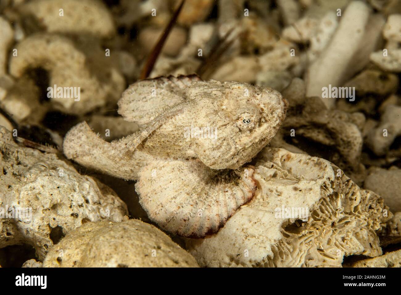 Scorpaenopsis diabolus, the false stonefish or the devil scorpionfish ...