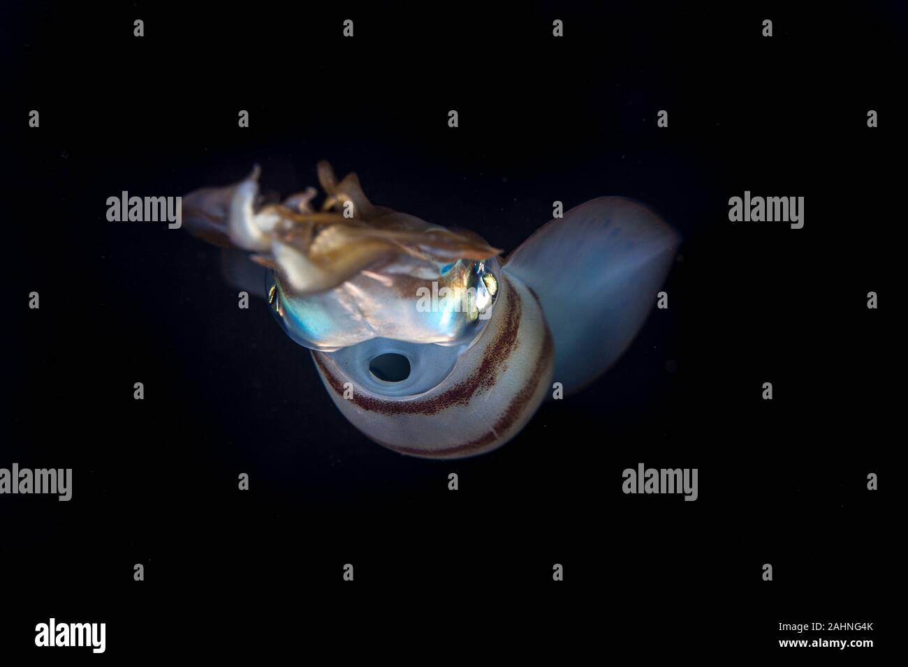 Squid are cephalopods in the superorder Decapodiformes with elongated ...