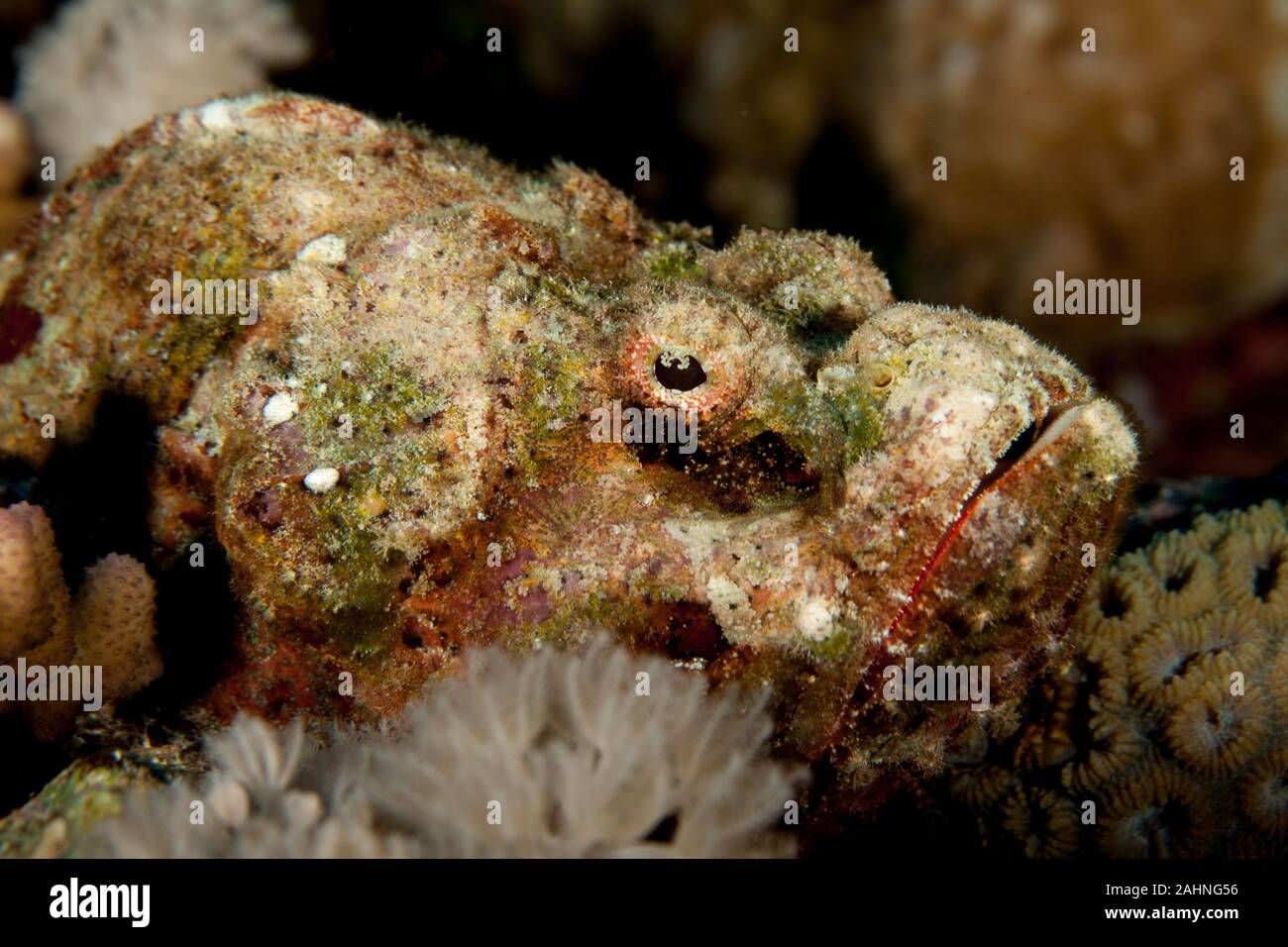 Scorpaenopsis diabolus, the false stonefish or the devil scorpionfish ...