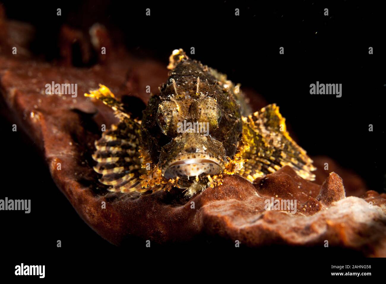 Scorpionfish, Scorpaenidae are a family of mostly marine fish that ...