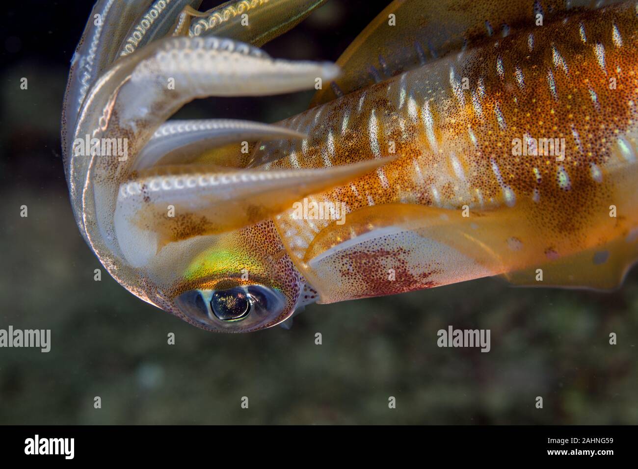 Squid are cephalopods in the superorder Decapodiformes with elongated ...