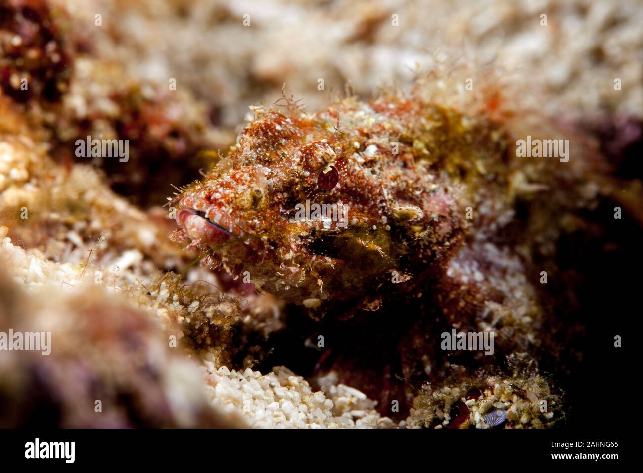 Scorpaenidae (also known as scorpionfish) are a family of mostly marine ...