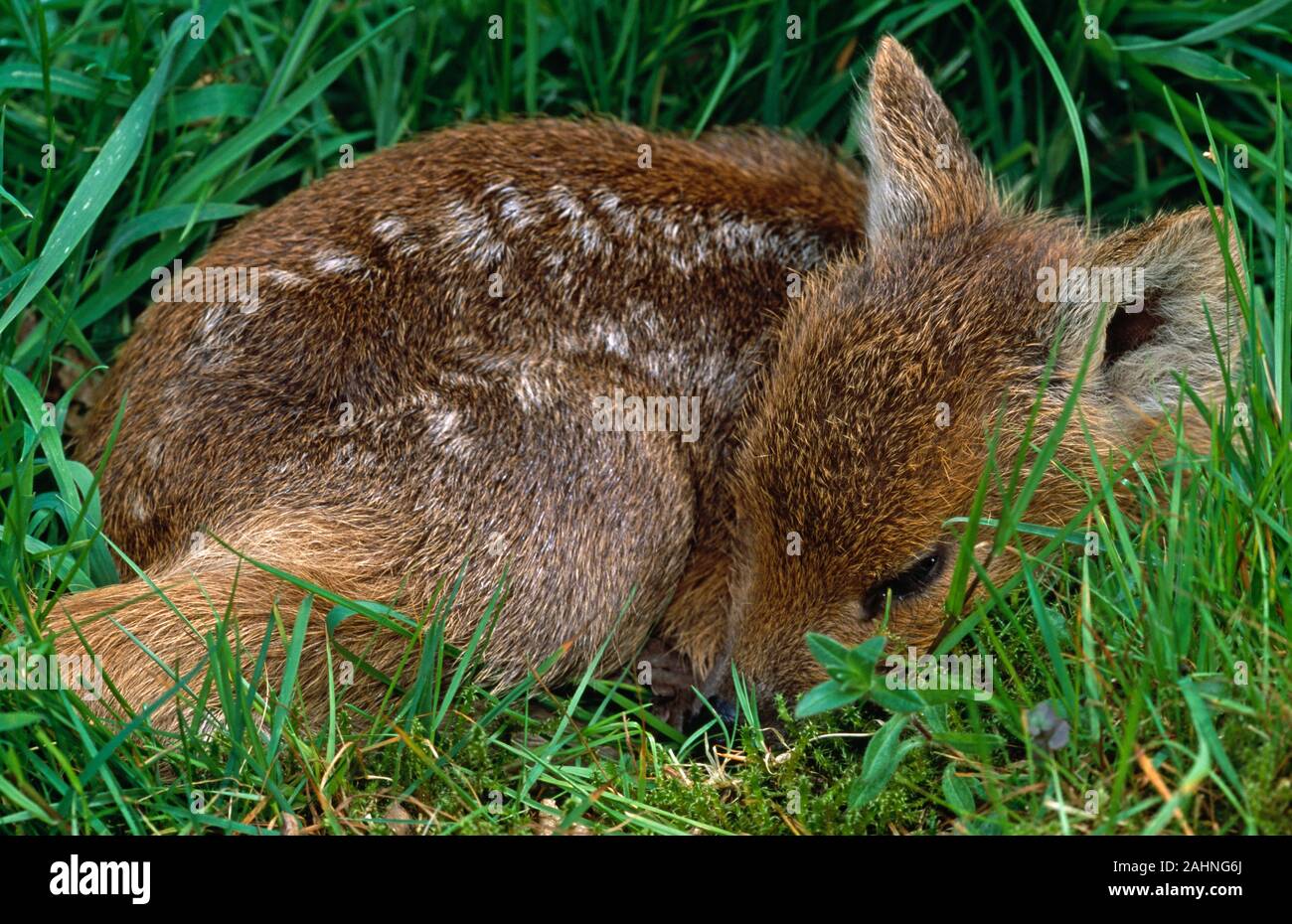 CHINESE WATER DEER fawn, (Hydropotes inermis). One day old Stock Photo ...