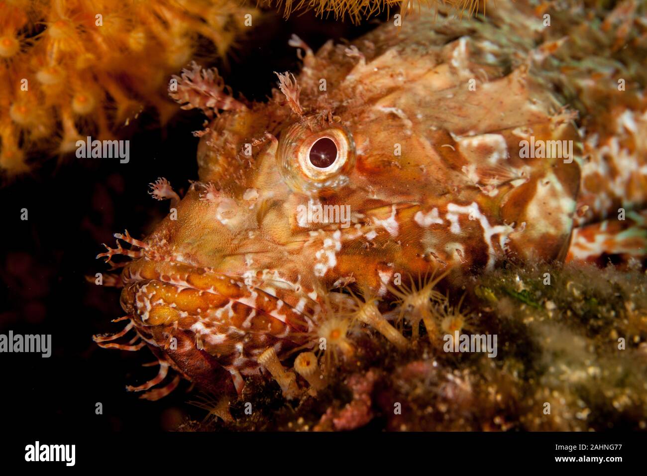 Scorpionfish, Scorpaenidae are a family of mostly marine fish that ...