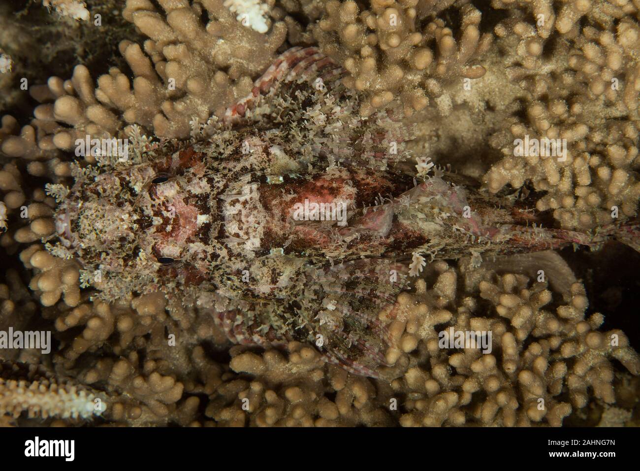Scorpionfish, Scorpaenidae are a family of mostly marine fish that ...