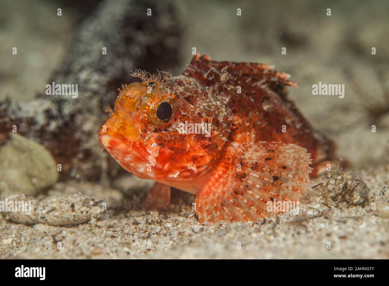 Scorpionfish, Scorpaenidae are a family of mostly marine fish that ...