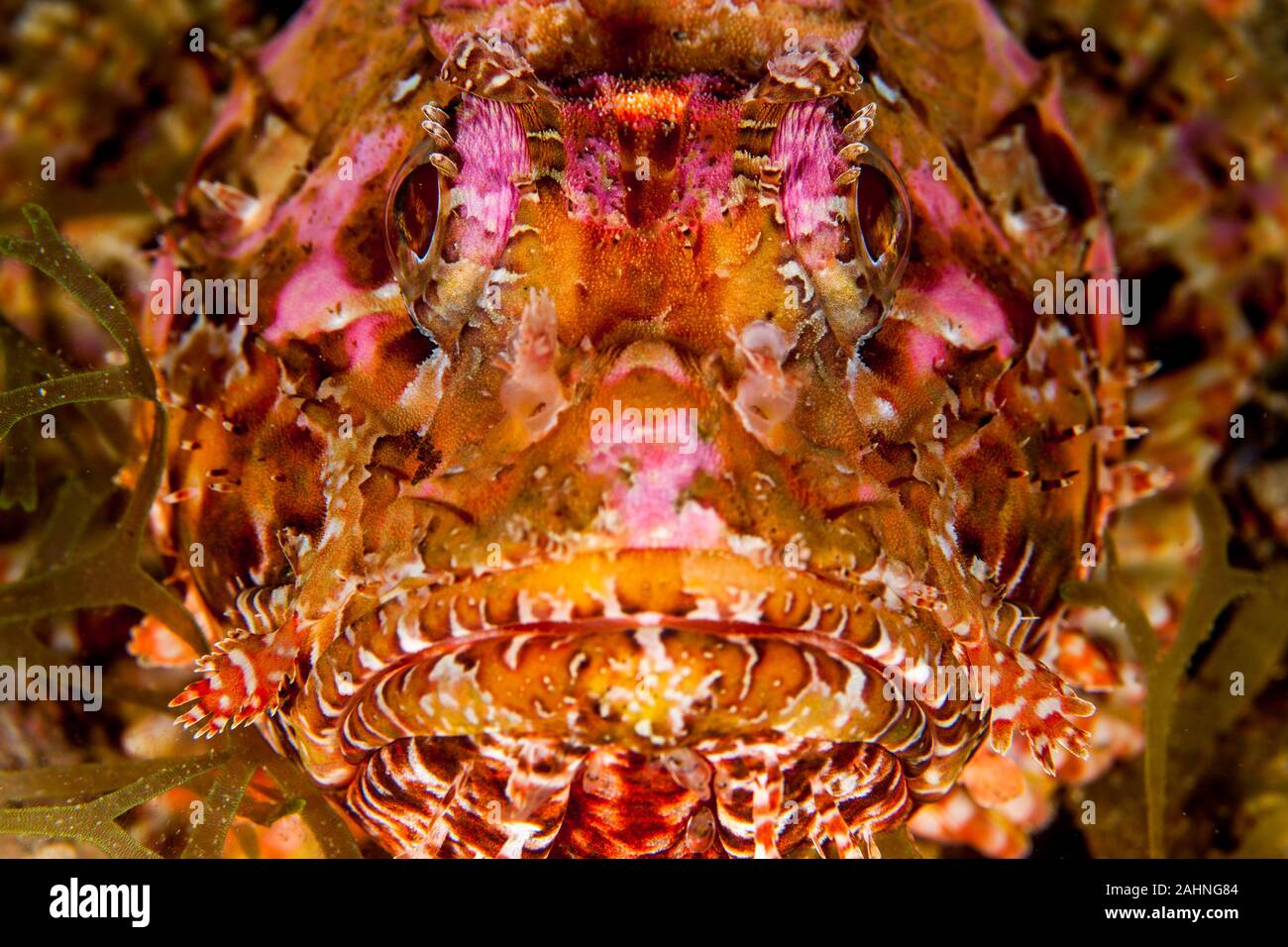 Scorpionfish, Scorpaenidae are a family of mostly marine fish that ...