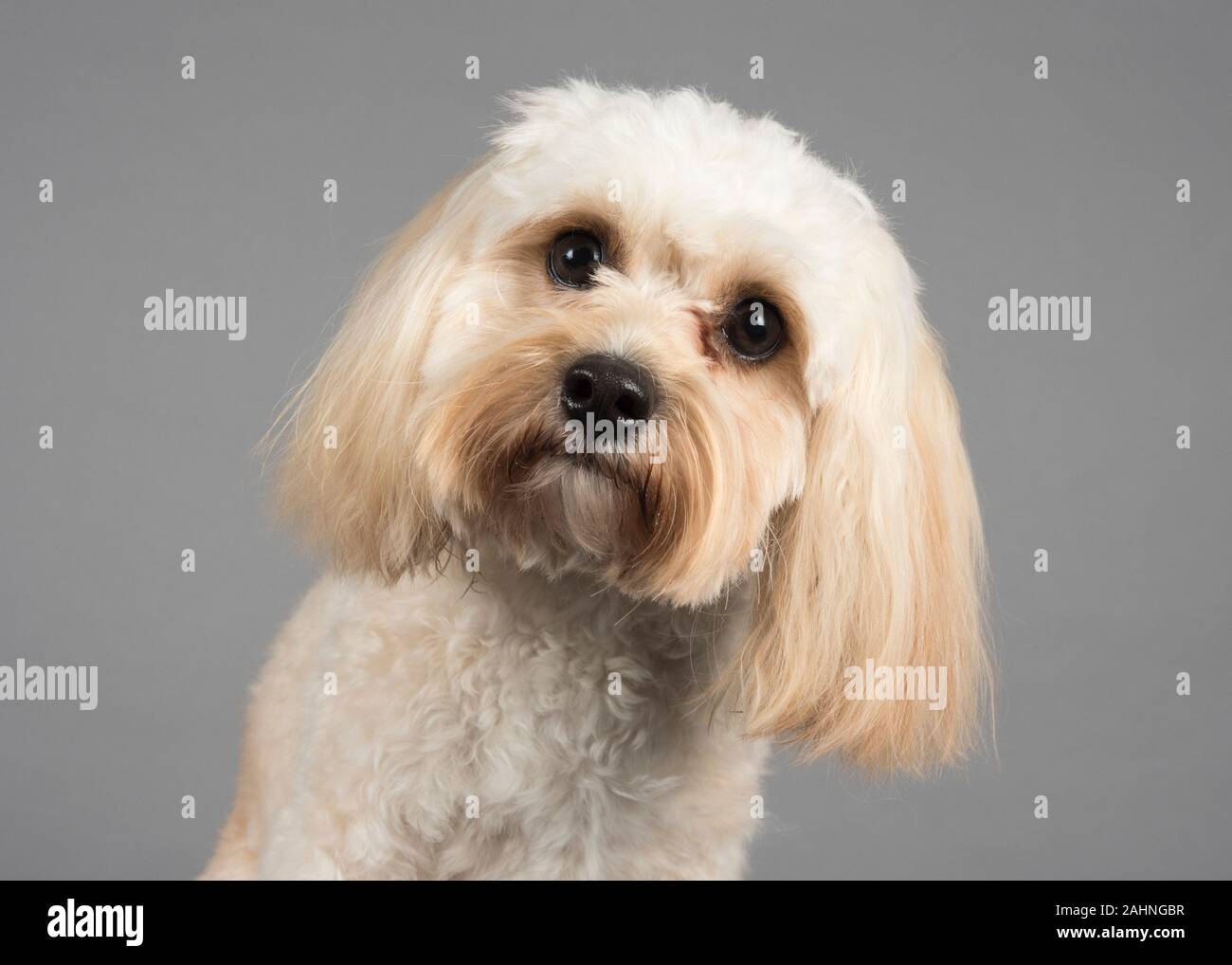 Cavapoo character hi-res stock photography and images - Alamy
